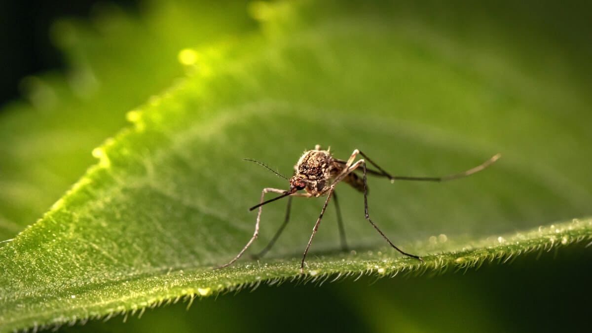 Tips för att undvika myggor på camping - slipp myggbett!